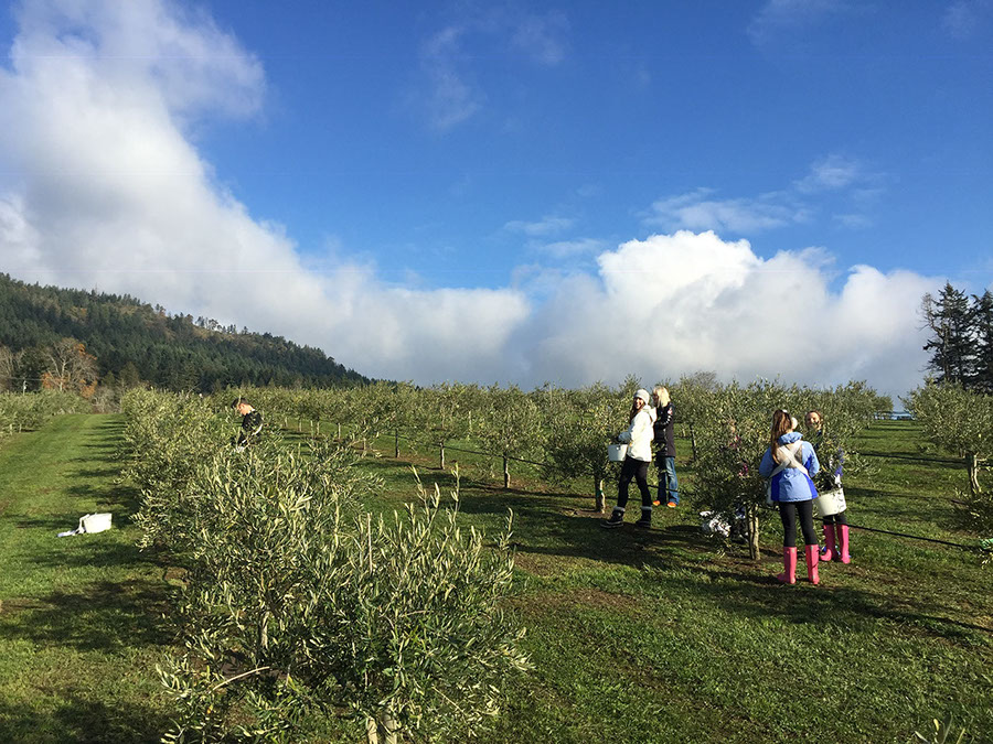 THE OLIVE FARM | HARVEST