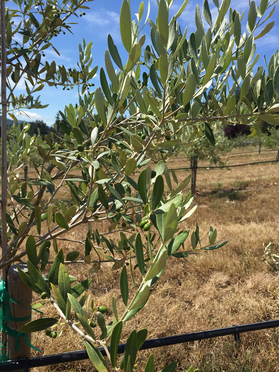 THE OLIVE FARM | HARVEST