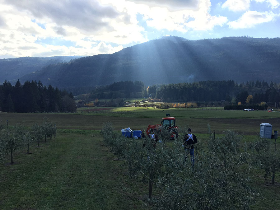 THE OLIVE FARM | HARVEST