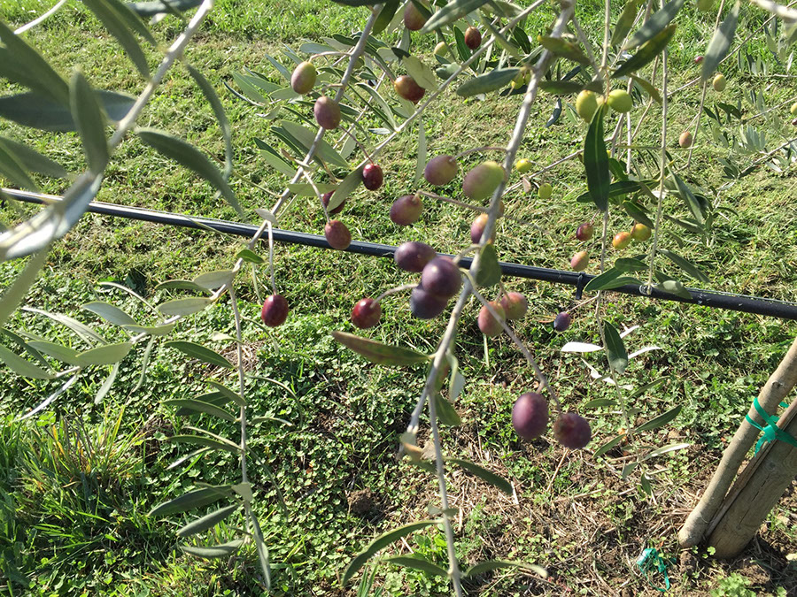 THE OLIVE FARM | HARVEST