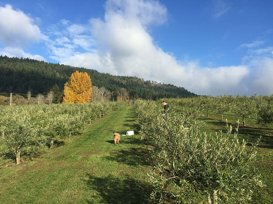 THE OLIVE FARM | HARVEST